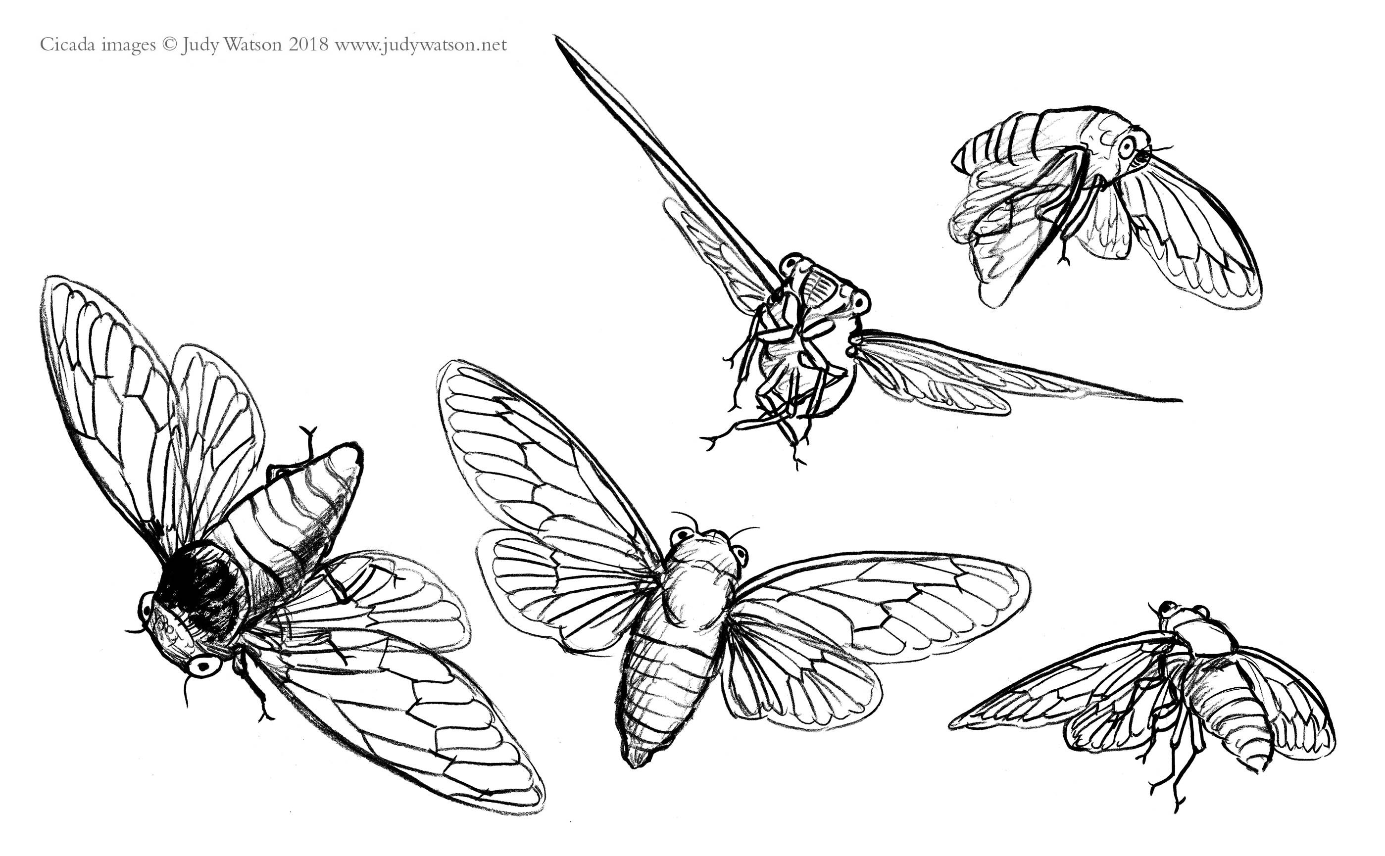Cicada images from ‘Searching For Cicadas’ | Judy Watson