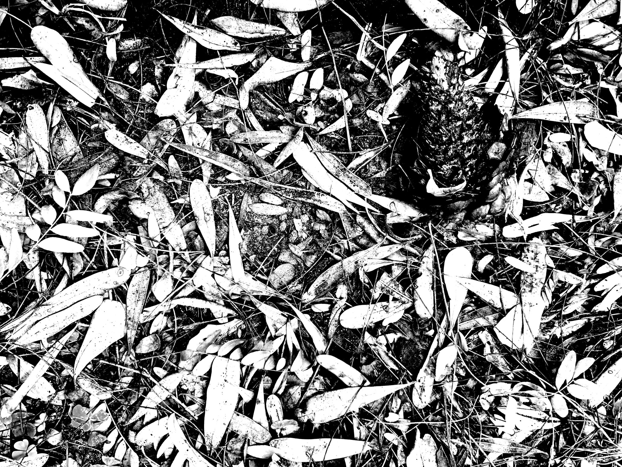 Leaf Litter Endpapers (activity) | Judy Watson