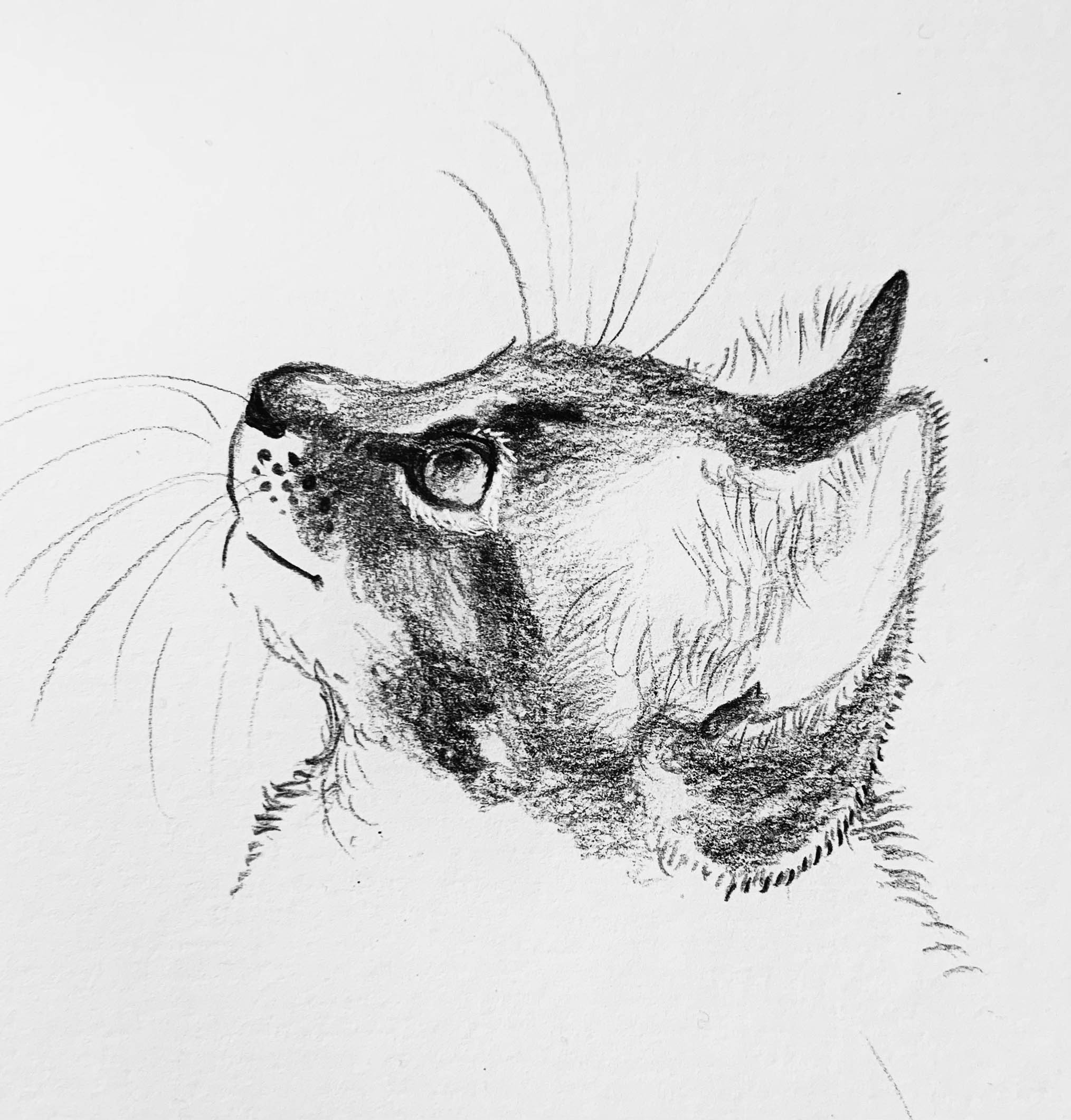 cats | Judy Watson’s Endpapers